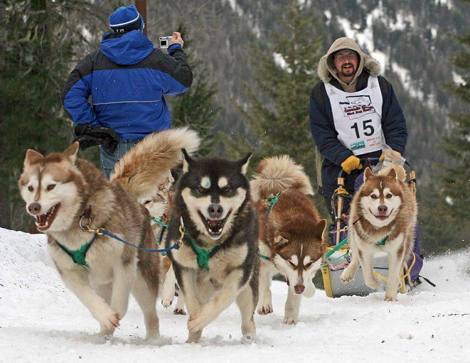 The Joys of Dog Sledding & Dry Mushing | Australian Dog Lover