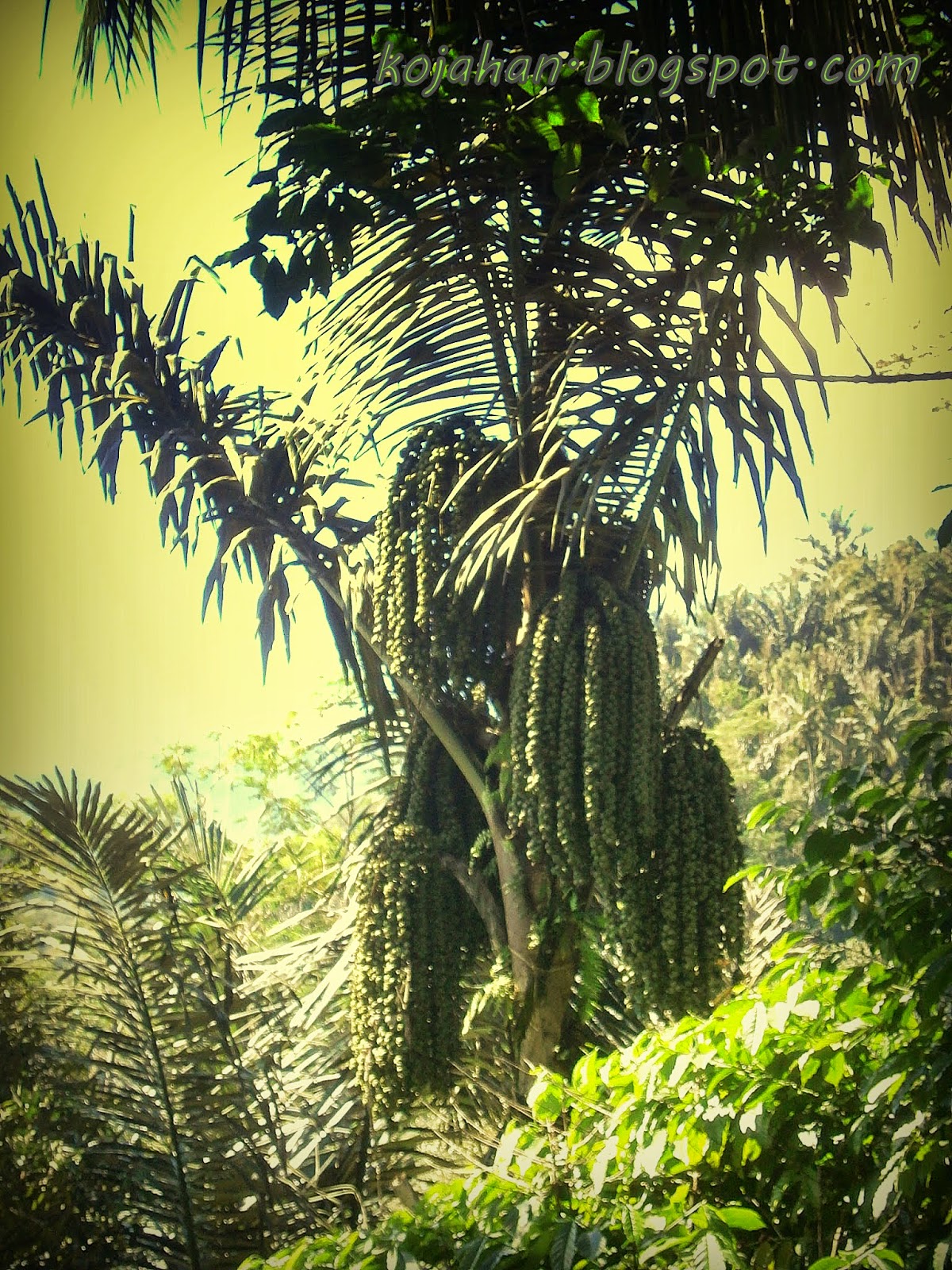 kebun aren: Aren, potensi keunggulan Kecamatan Lebakbarang