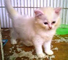 Anak kucing persia | Kucing Persia