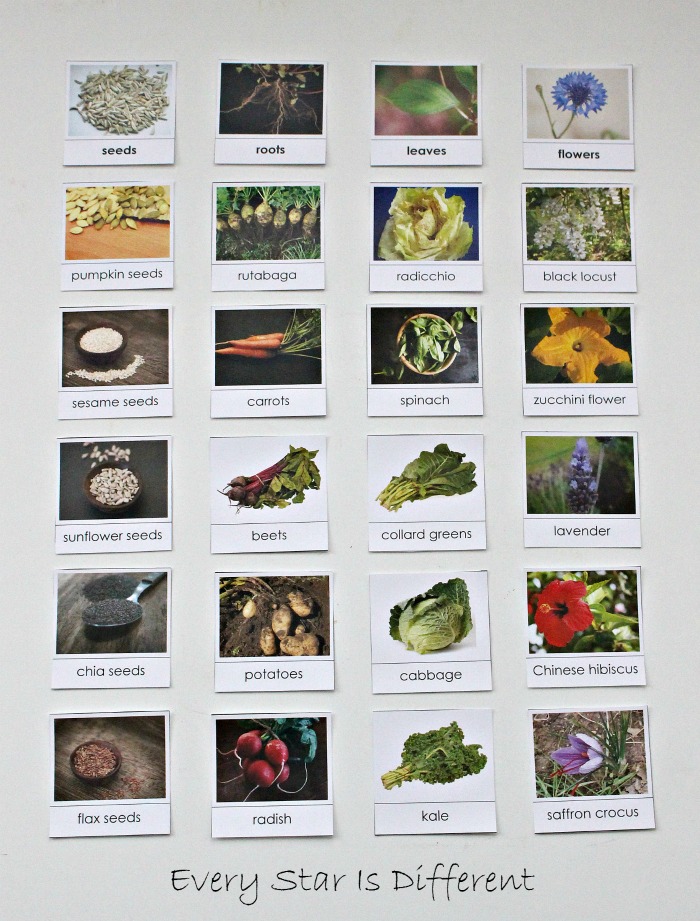 Montessori-inspired Plant Activities with Free Printables - Every Star ...