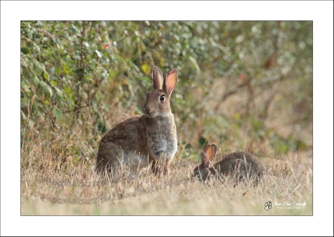 Une matinée avec les Lapins de garenne. Note N° 2017 078