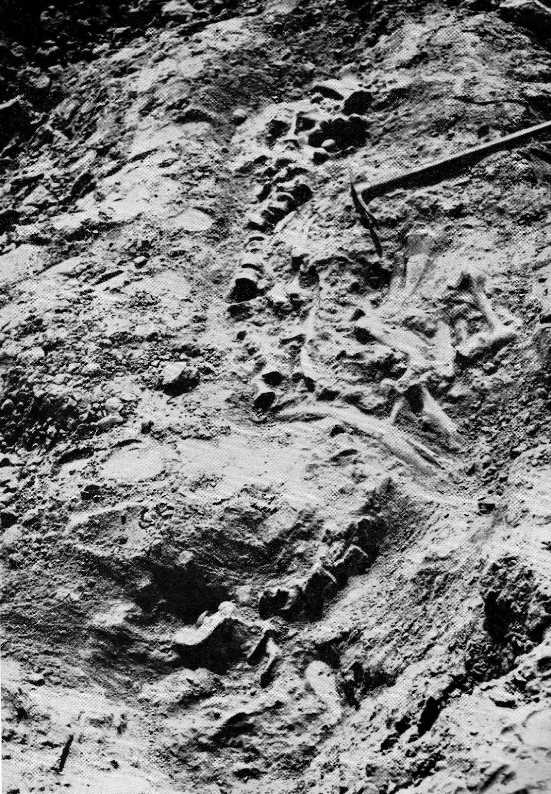 The Coastal Paleontologist: Was Pelagiarctos a “killer” walrus? Part 1 ...