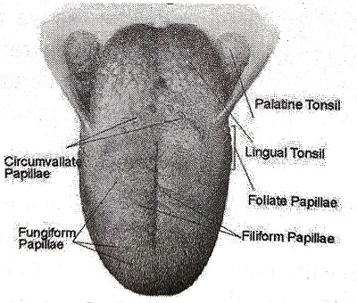 Materi Sistem Regulasi (Rangkuman SBMPTN) - Omah Jenius
