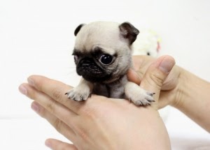Pashudhan and Animal Science : Teacup Pug (Miniature Pug / Pocket Pug ...