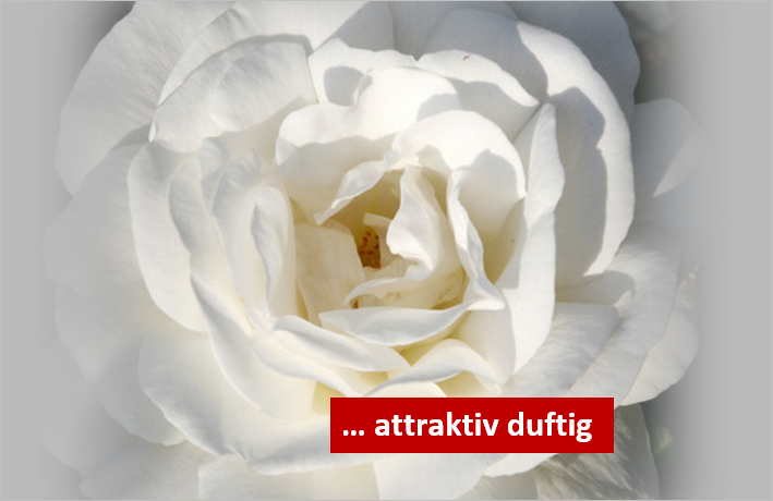 BEST-of-ROSE: MARIE-LUISE MARJAN