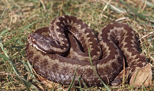 clube de montanhismo de braga: VÍBORAS DO PARQUE NACIONAL DA PENEDA GERÊS