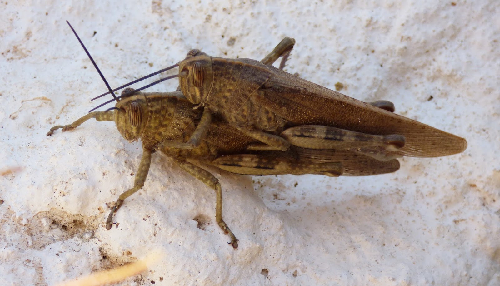 El Saúco - Industrias y andanzas de un naturalista ibérico: Paseítos ...