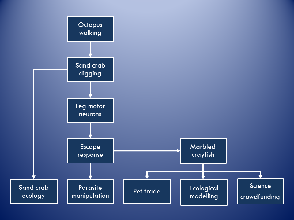 NeuroDojo: When two lines of research collide
