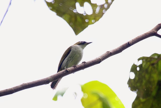 Jenis-Jenis Burung Pleci yang ada di Indonesia