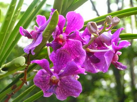 5 WAYS TO FIND TRUE LOVE: 5 FAMOUS FLOWERS IN THE PHILIPPINES