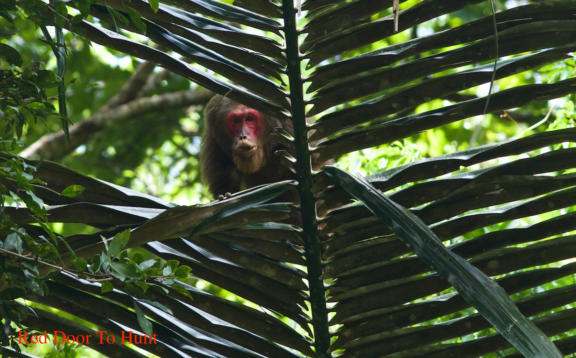 RED Door To Hunt: Laporan Pemerhatian & Kajian Beruk Kentoi~Macaca ...