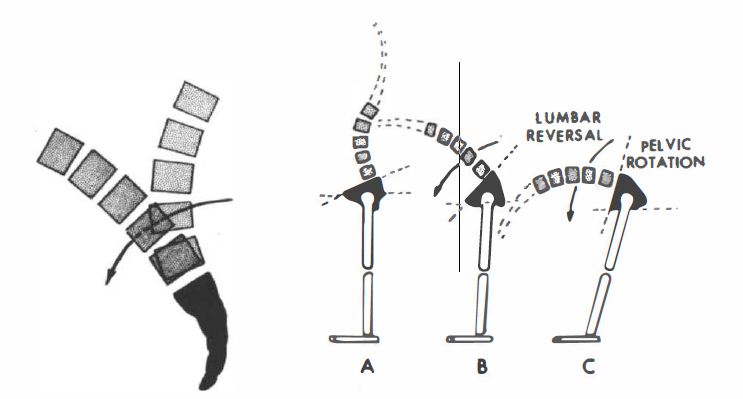 lumbar pelvic rhythm