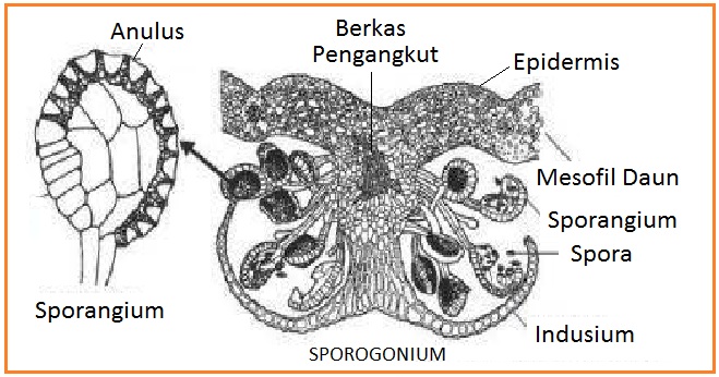 BIOLOGI GONZAGA: CATATAN LUMUT - PAKU