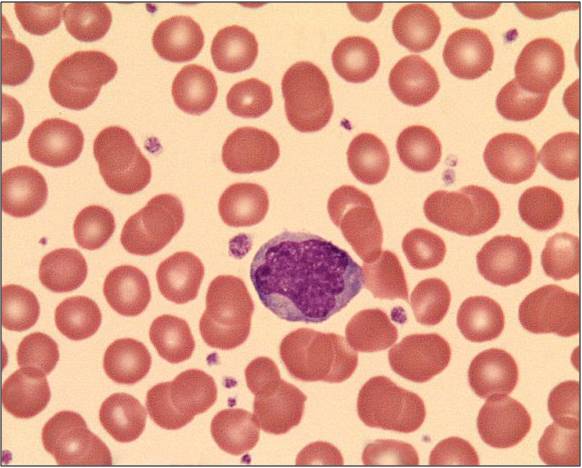 Trombosit (sel darah pembeku atau keping darah) | Pengertian ILMU
