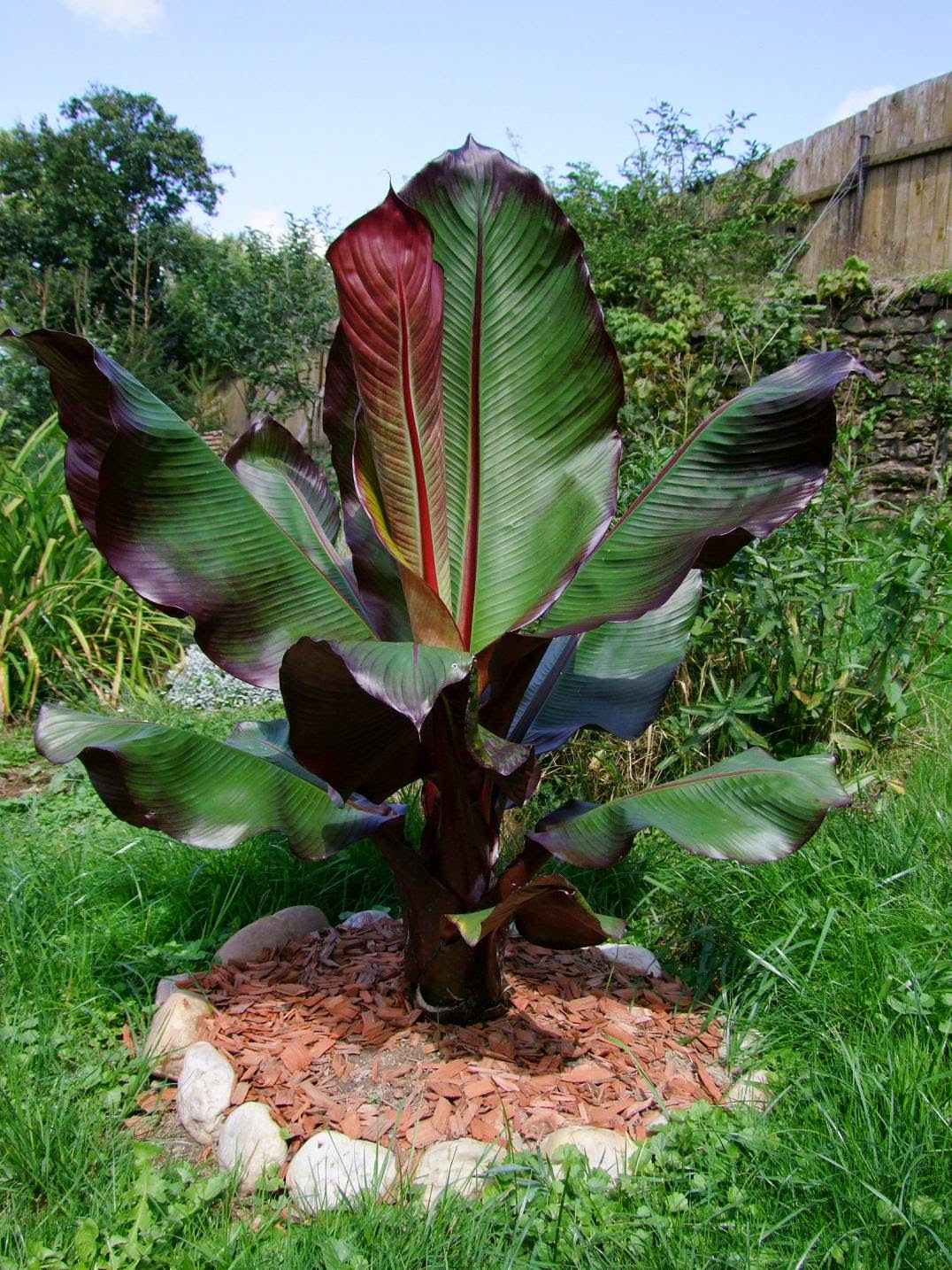 Peces y plantas ornamentales: Ensete ventricosum "Maurelii" - Falso ...