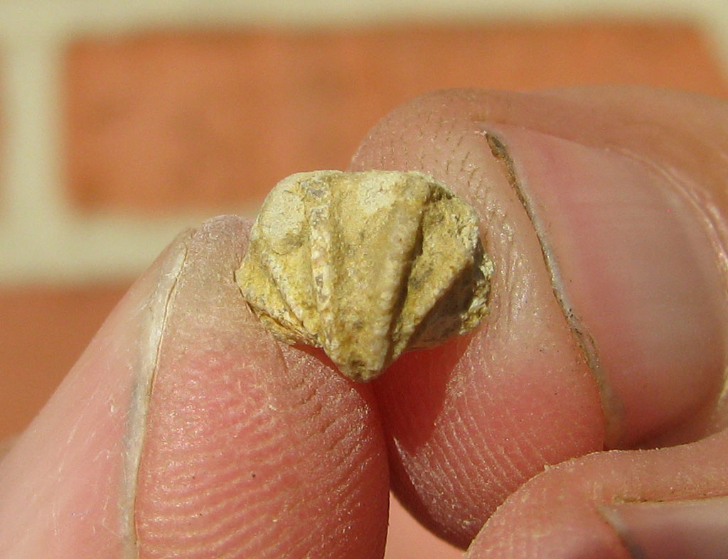 Views of the Mahantango: Reticulariina sp. ? brachiopod from the ...