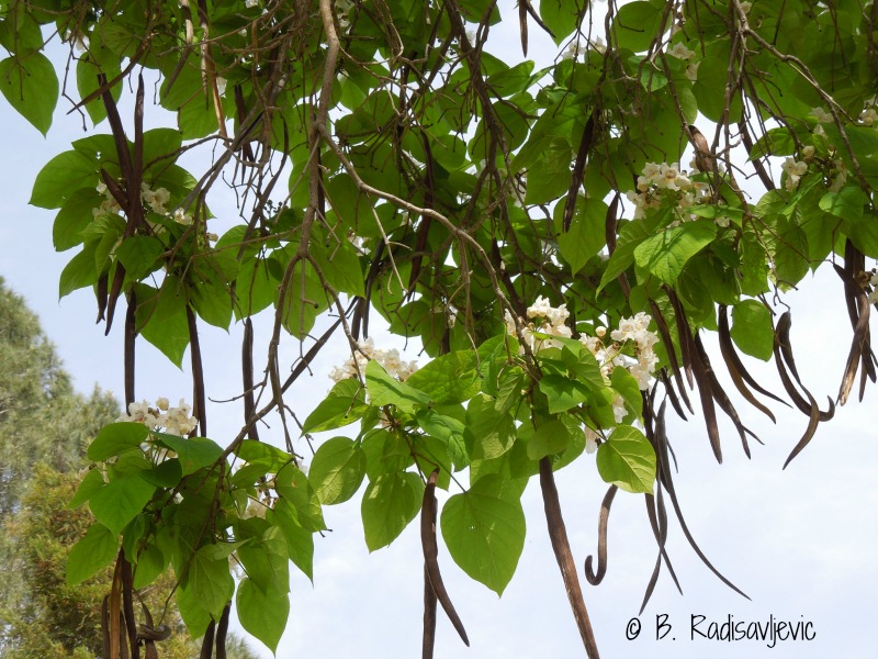 Review of California Plant Field Guides by Matt Ritter