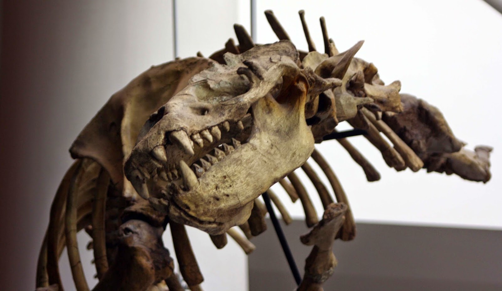 The Coastal Paleontologist: The best known fossil pinniped, part 4 ...