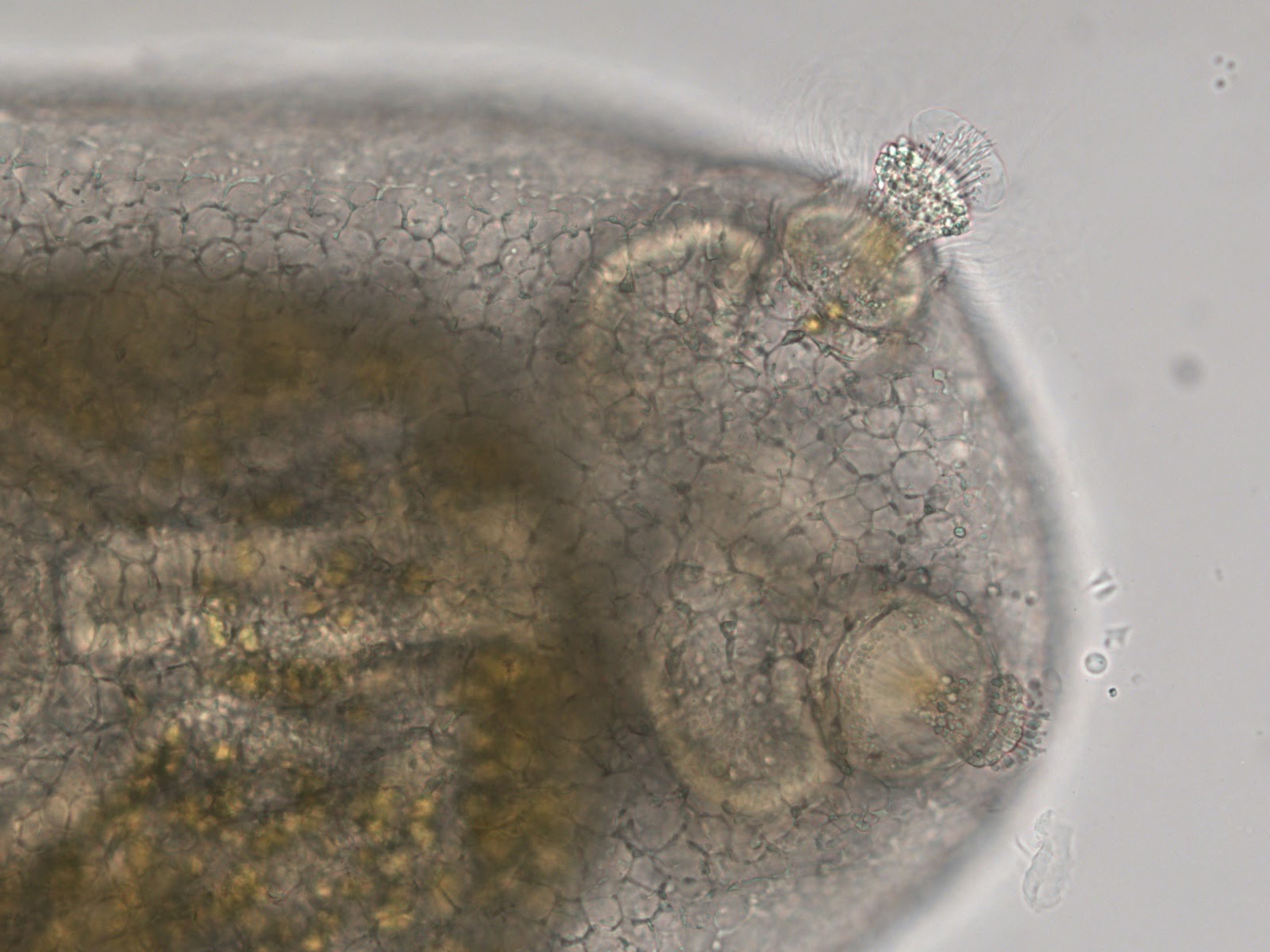 Invertebrate Embryology: Ascidian tadpole larvae: settlement and ...