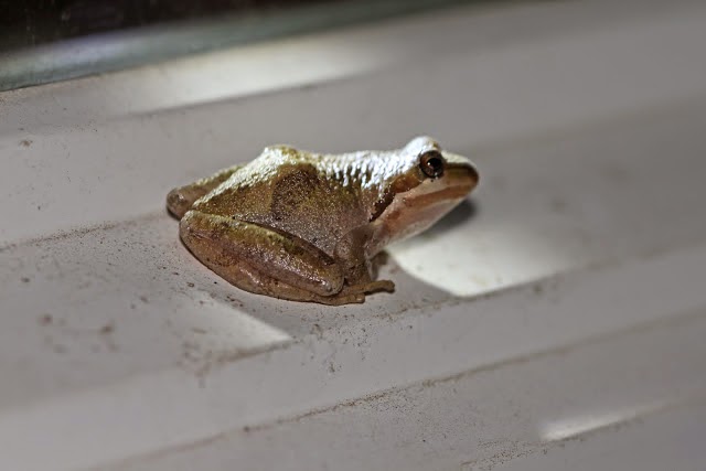 La Cresta Critters: Baja California Tree Frog