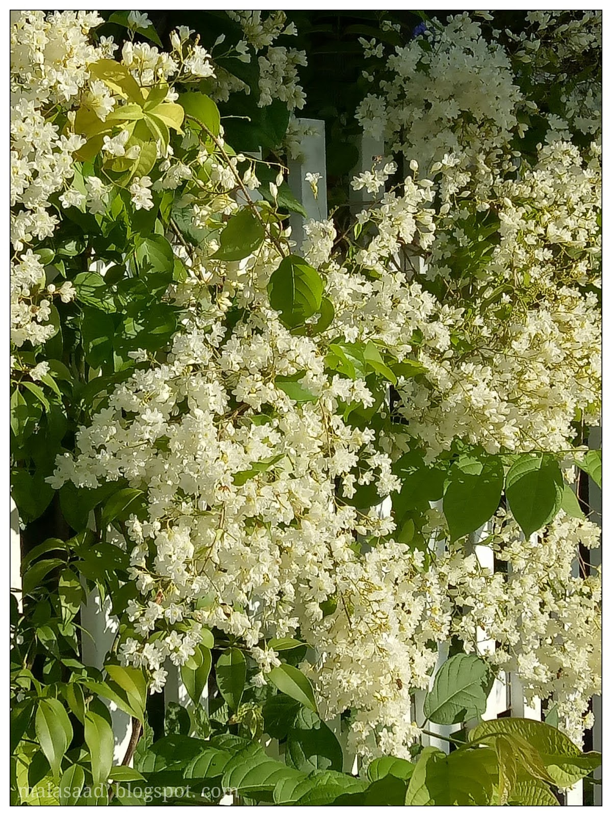 My Green Eye's: Porana Volubilis / Snow Vine