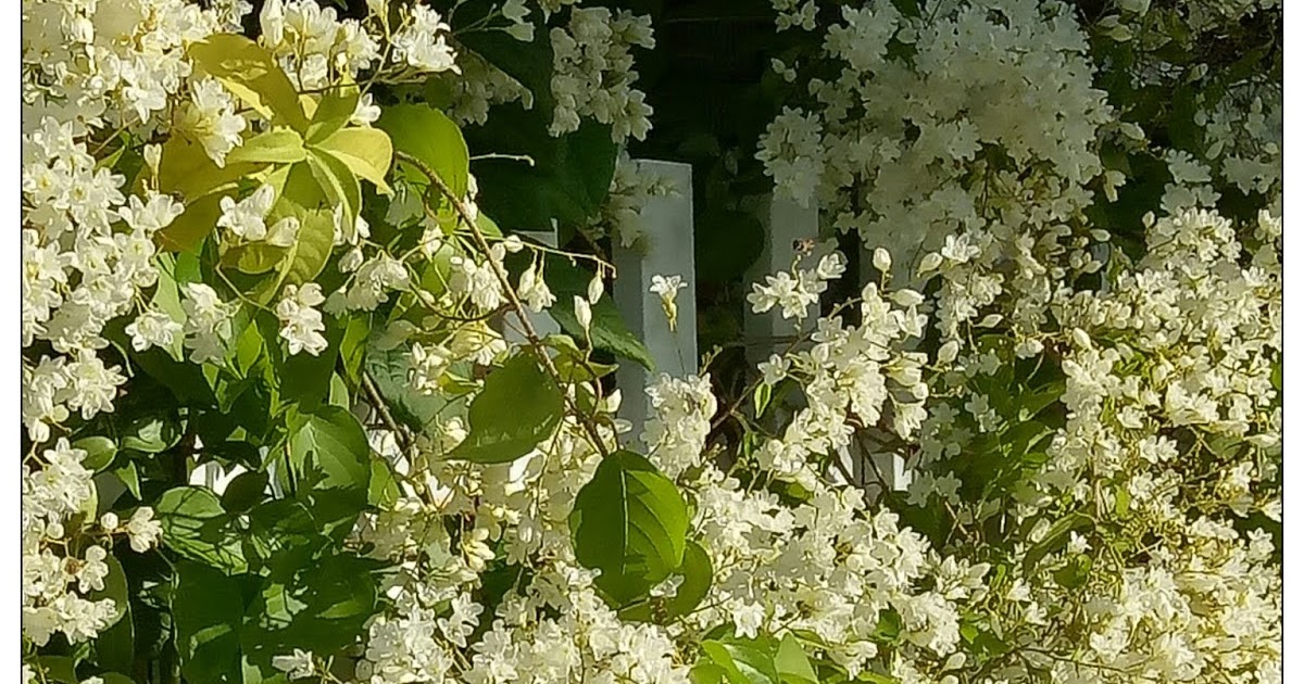 My Green Eye's: Porana Volubilis / Snow Vine