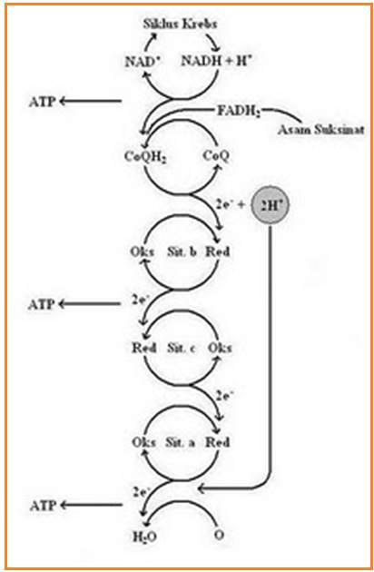 SISTEM TRANSPORT ELEKTRON - Biology Page
