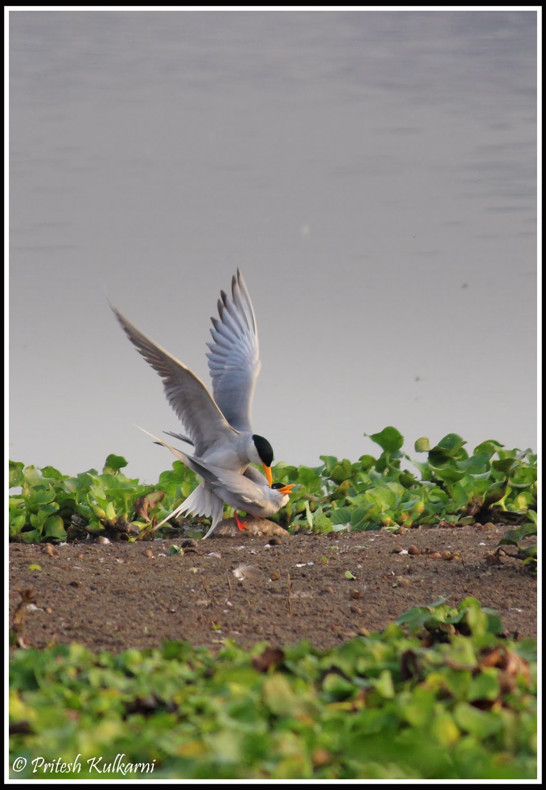 Travel blogs: Bird watching at Pashan Lake, Pune