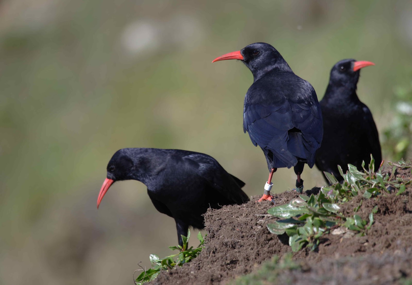 Wildlife in Cornwall: Cornish Chough's ( Pyrrhocorax pyrrhocorax )