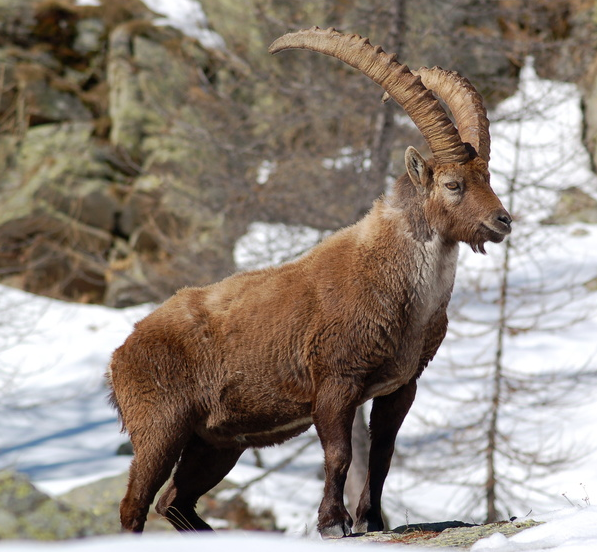 IMÁGENES Y FOTOS DE ANIMALES: El ebice
