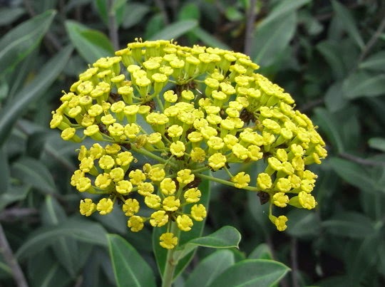 Bupleurum Tea Benefits ~ Healthy Tea 101