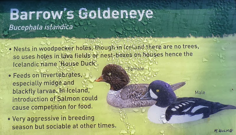 Birding For Pleasure: Duckery At Castle Espie