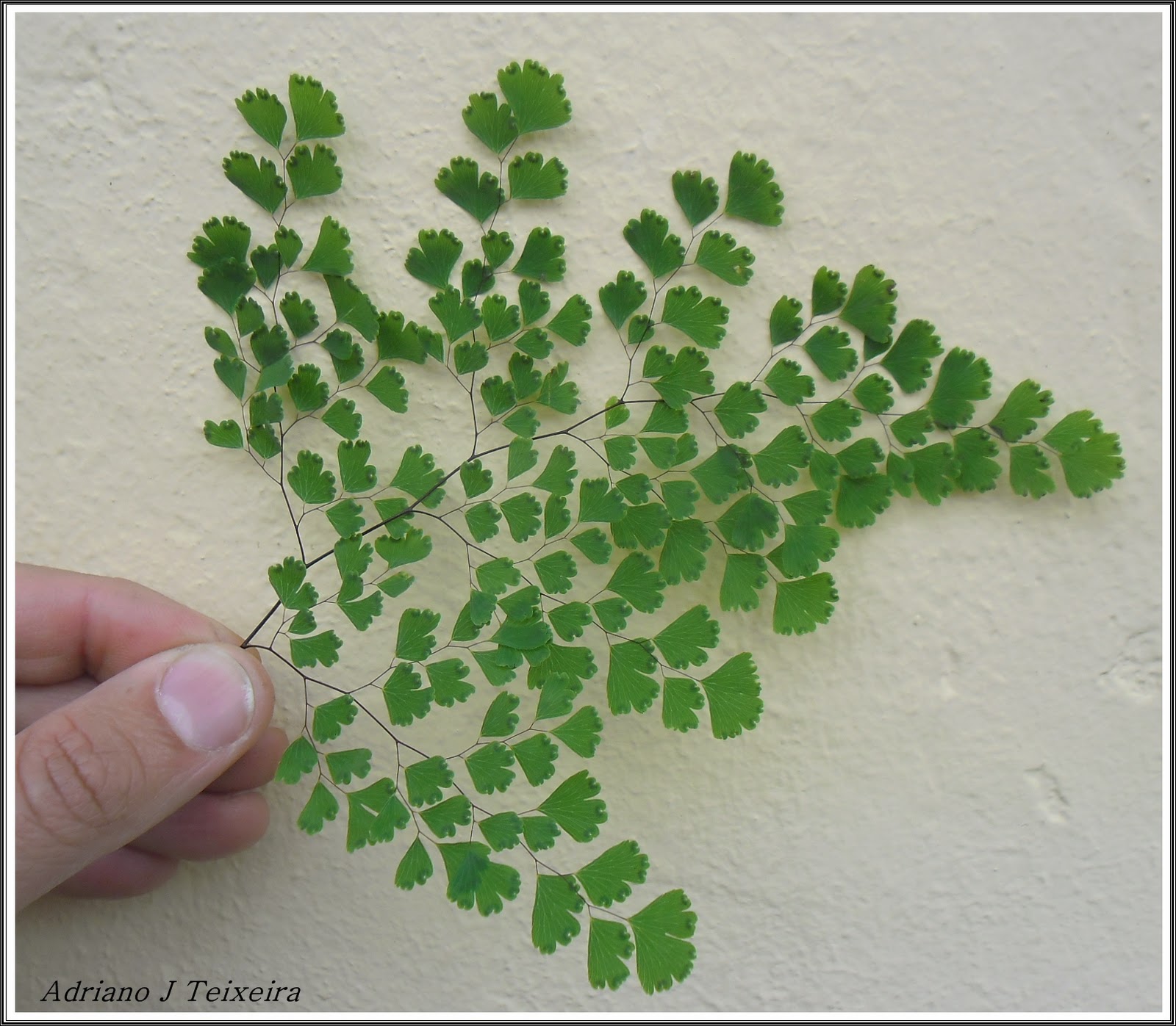 Mundo das Plantas : Avenca uma planta delicada, cuidados e cultivo!