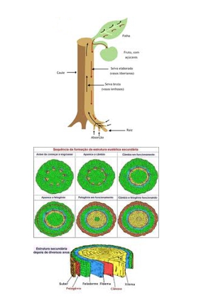 Biogil: ESTRUTURA DAS PLANTAS COM SEMENTES