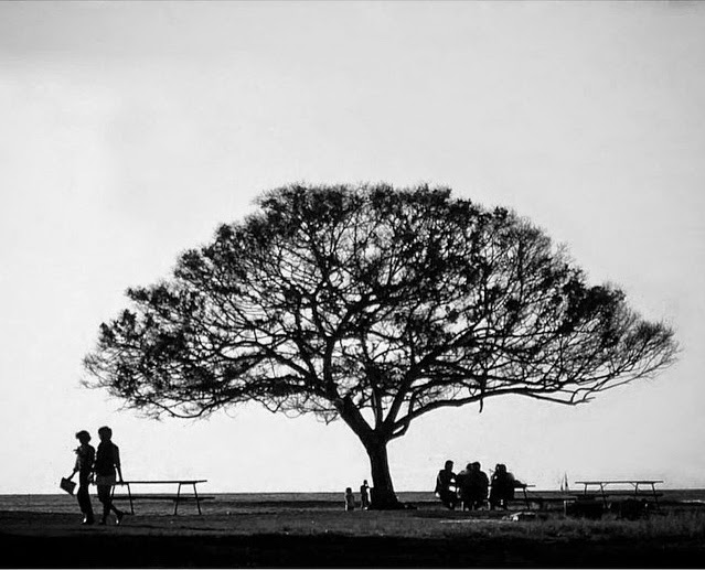PHOTOGRAPHS: "TREES IN MONOCHROME"