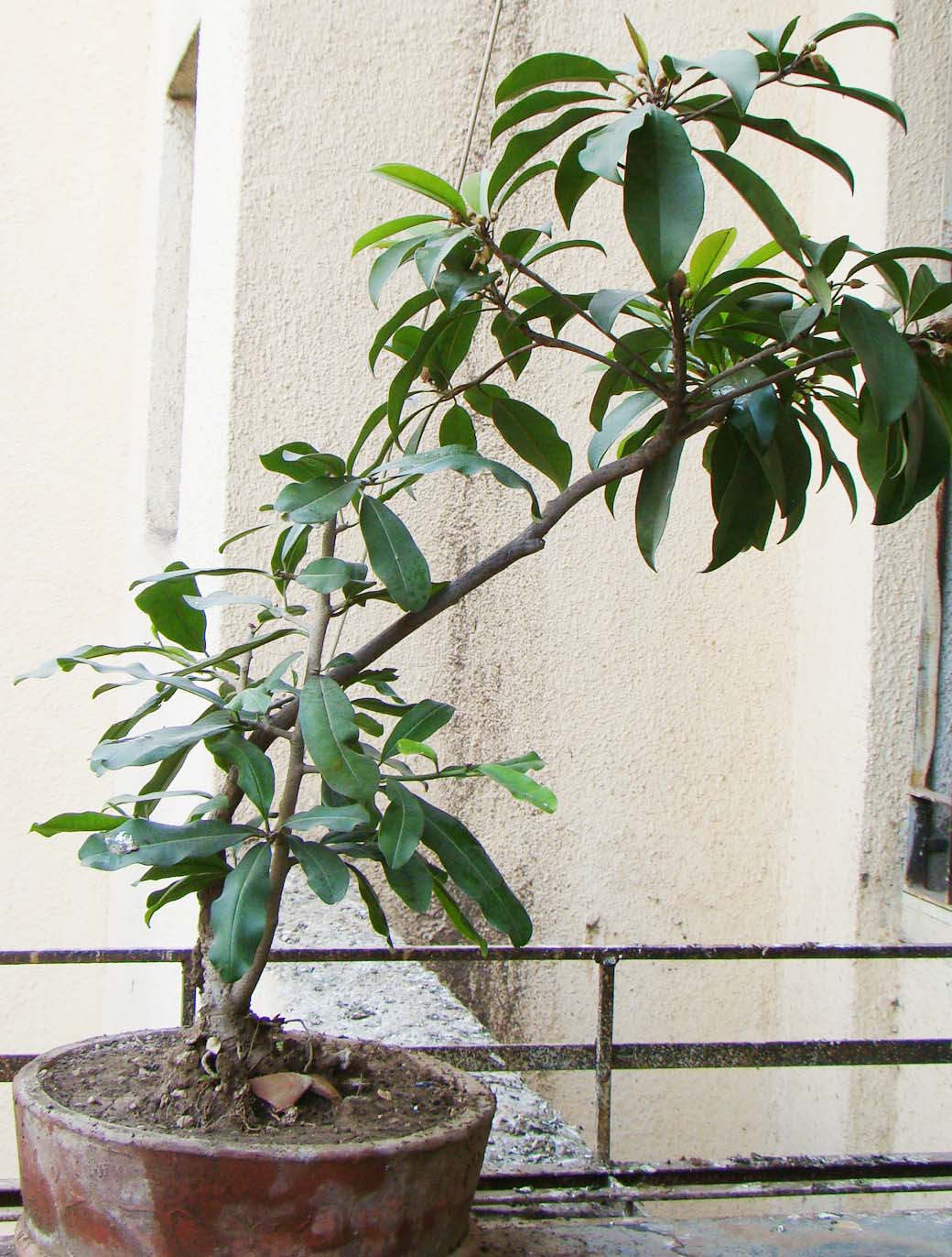 FAB HOBBY IDEAS: 10. Bonsai: the Zen way of growing trees