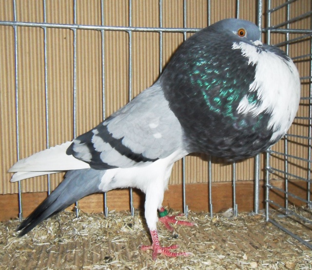 Norwich Cropper pigeons - Pigeons fall