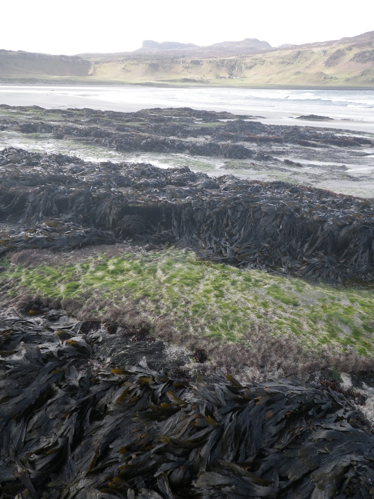 Rock Pooling: Rock pooling destination: Bay of Laig, Eigg May 2013