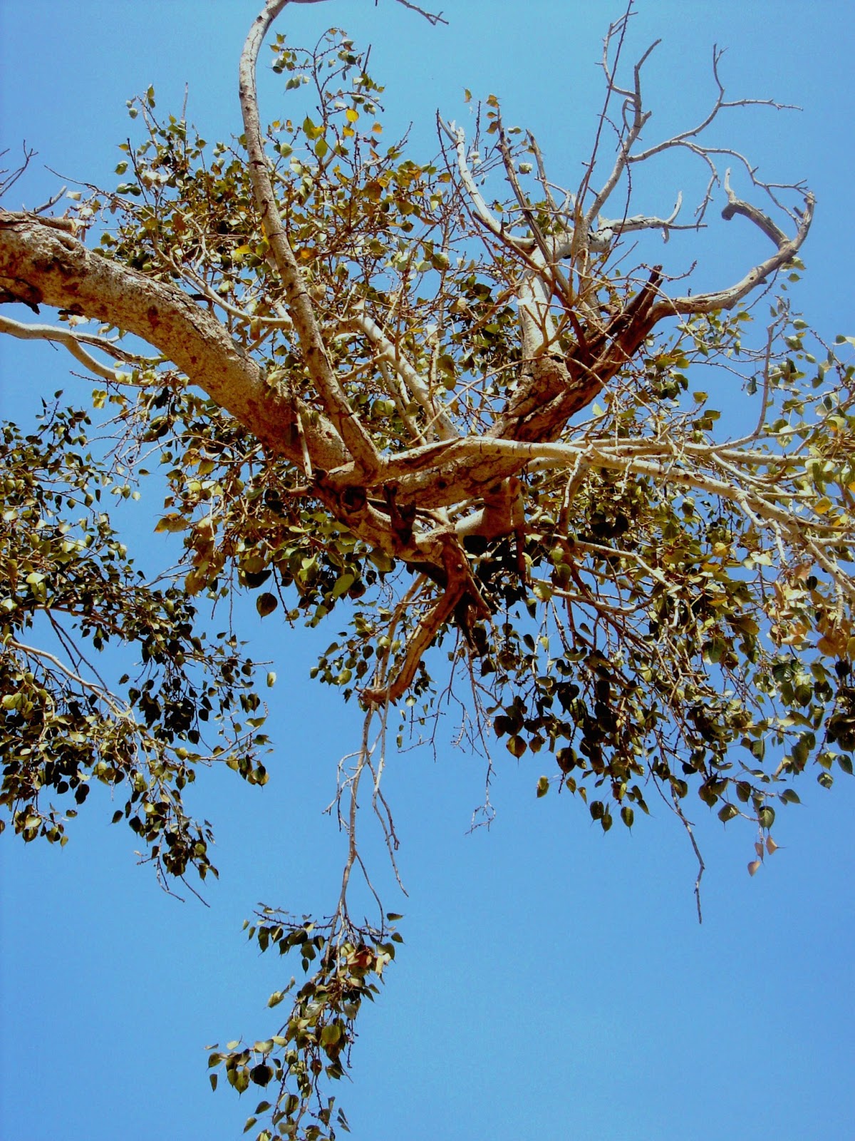 I am just a visual person: Ghost Trees of Rajasthan