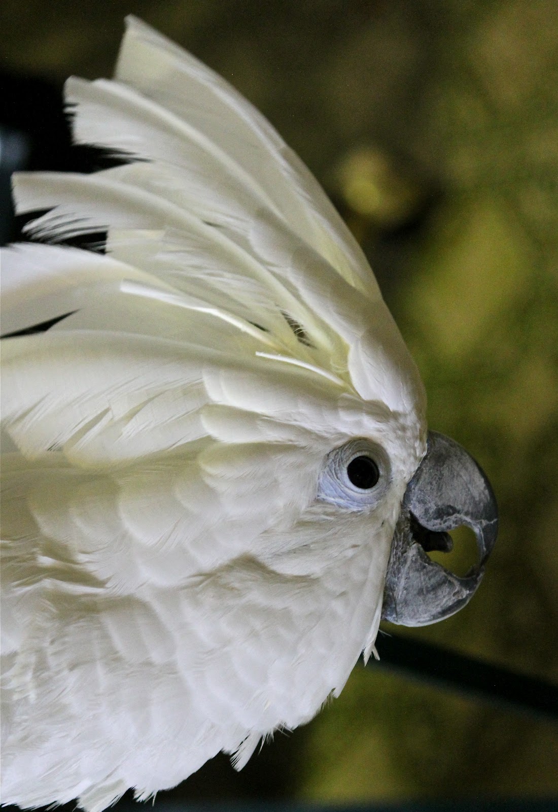 Crazy & Crooked: I photographed a Cockatoo and lived to tell the story