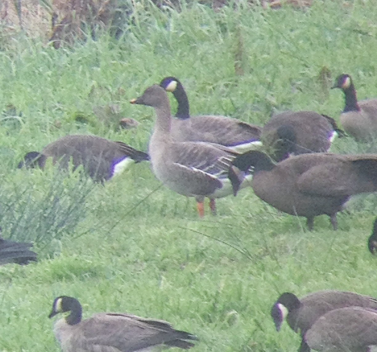 Bean-goose on the loose!