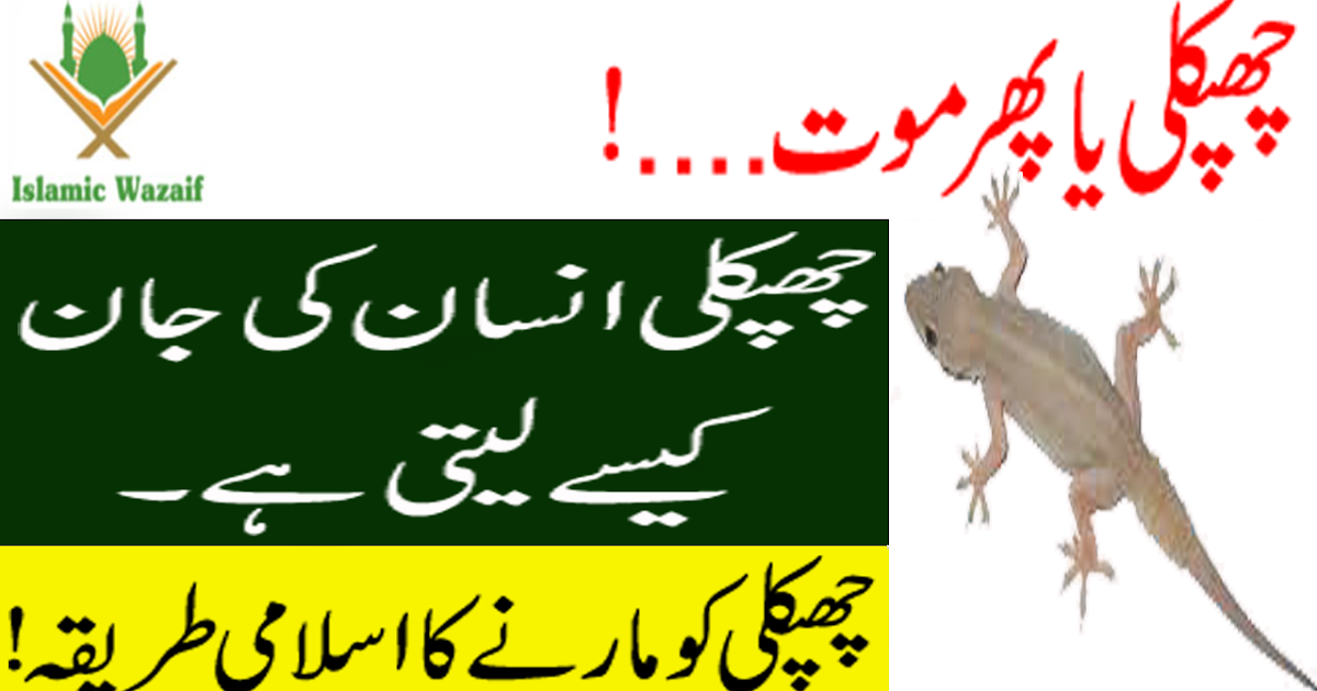 Chipkali Marny Ka Islami Tarika/Chipkli Insani Jan Kesy Leti Hai ...