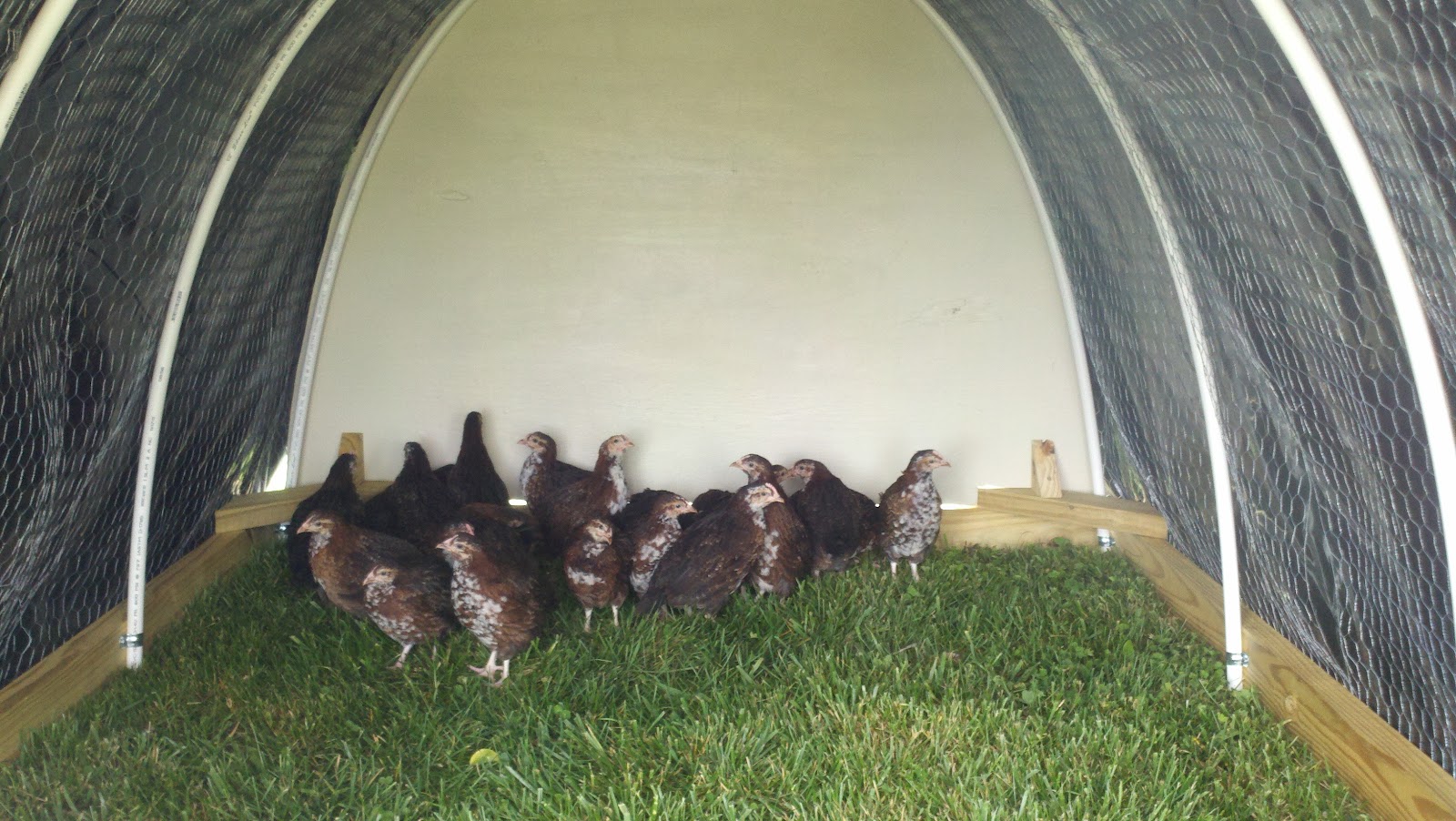 A Couple of Farmers At Maple Lawn Farm: The Scoop on the Hoop Coop!