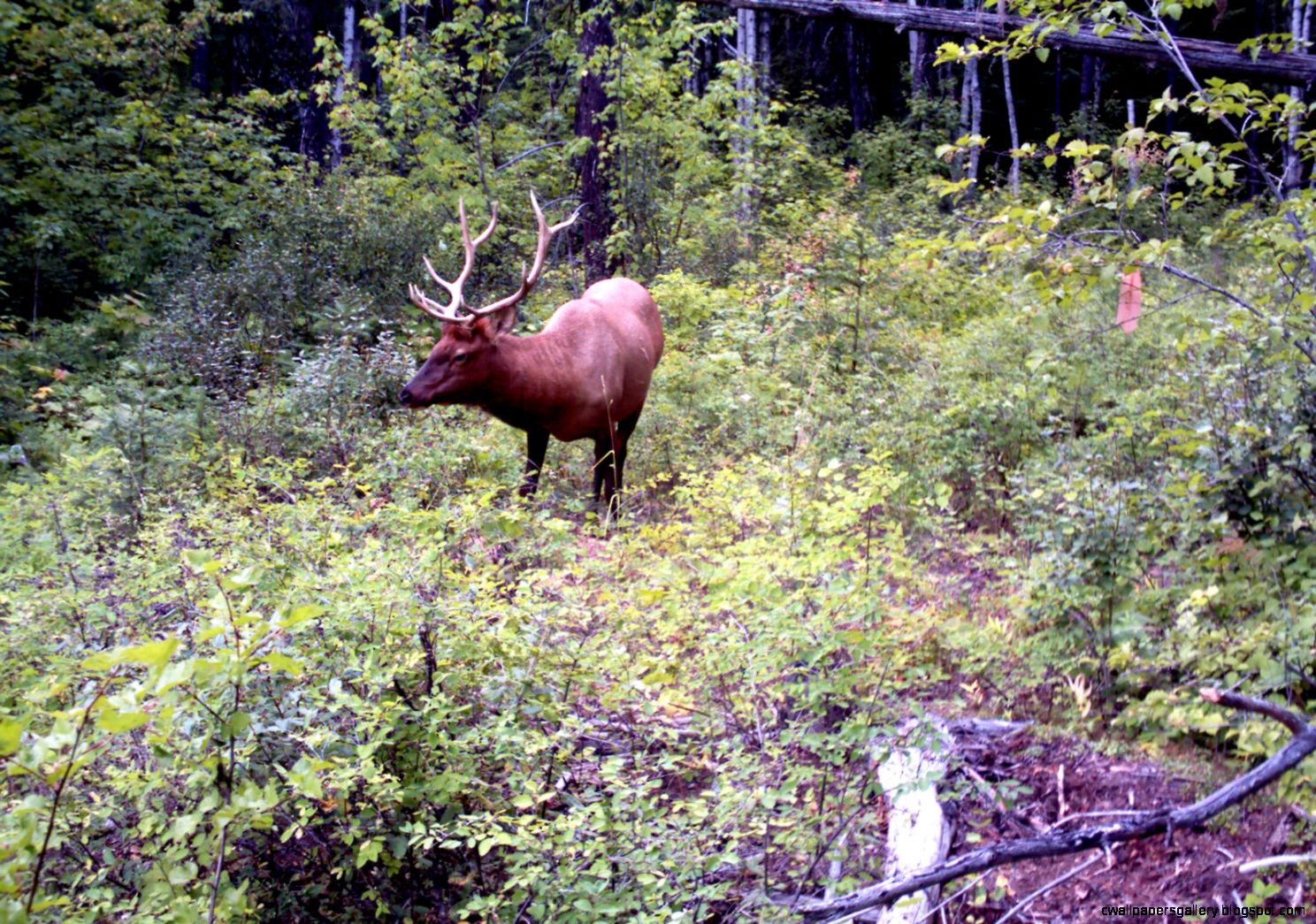 North American Forest Animals | Wallpapers Gallery