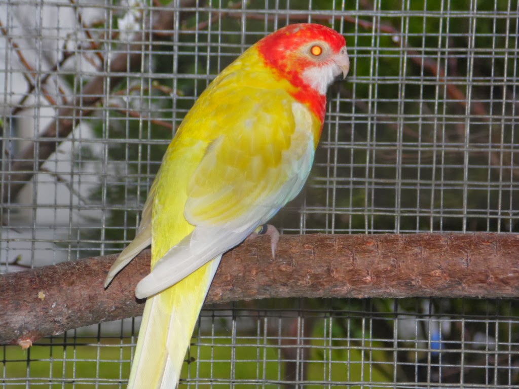 OLHÓ PASSARINHO: ROSELAS