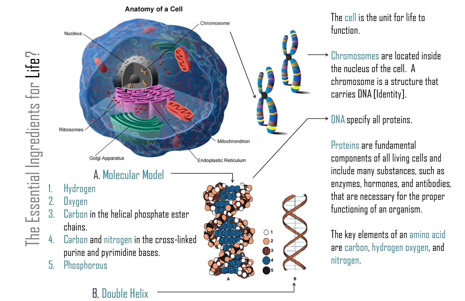 Theoretical Design- Spring '11: Phara Lafleur Concept of The Essentials ...