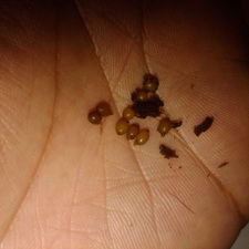 budidaya cacing tanah, ternak cacing tanah, jual cacing