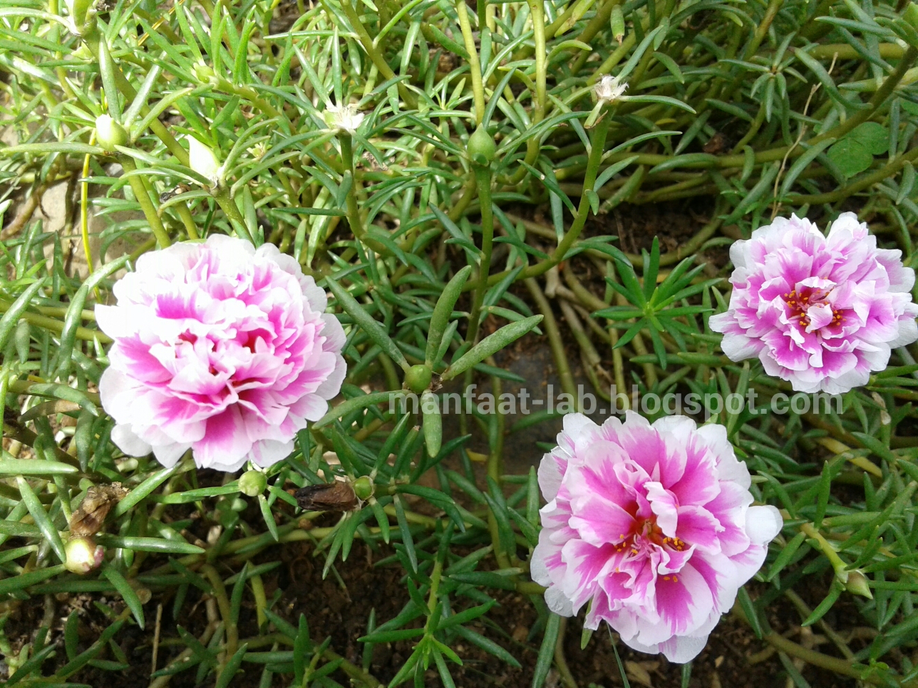 Macam-macam bunga krokot - Manfaat-Lab