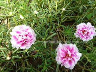 Macam-macam bunga krokot - Manfaat-Lab