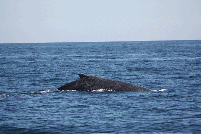 Melissa Ketler's Daily Photo-Log: Cabo San Lucas Whale - Animated Gif